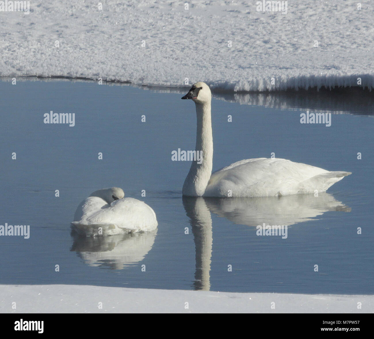 Trumpeter swans Trumpeter swans on the Yellowstone River in Hayden ...