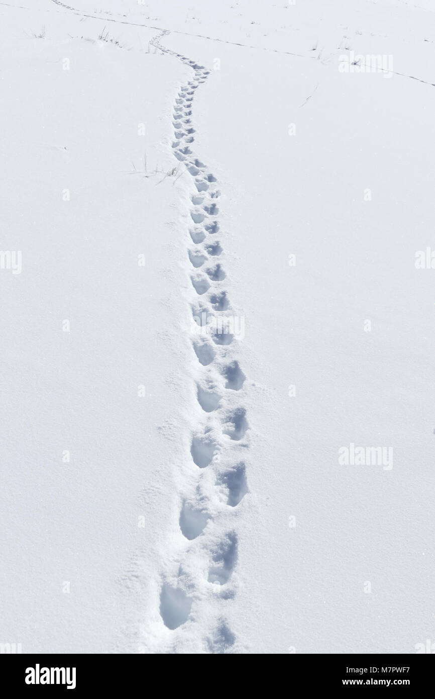 Badger tracks Badger tracks on Swan Lake Flat Stock Photo - Alamy