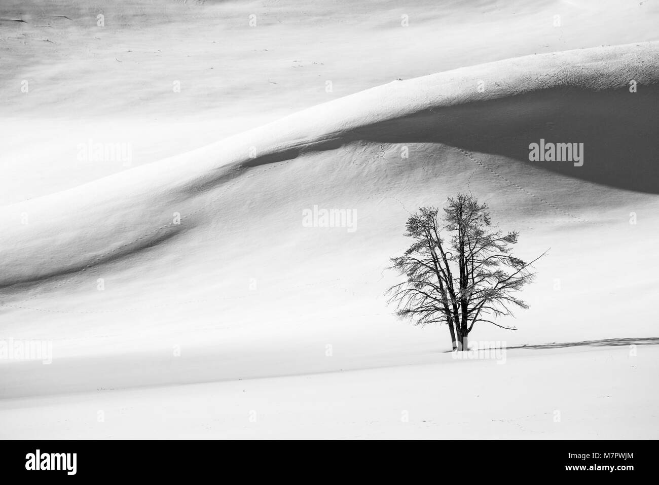 Snow dunes, Hayden Valley Snow dunes and tree in Hayden Valley ...