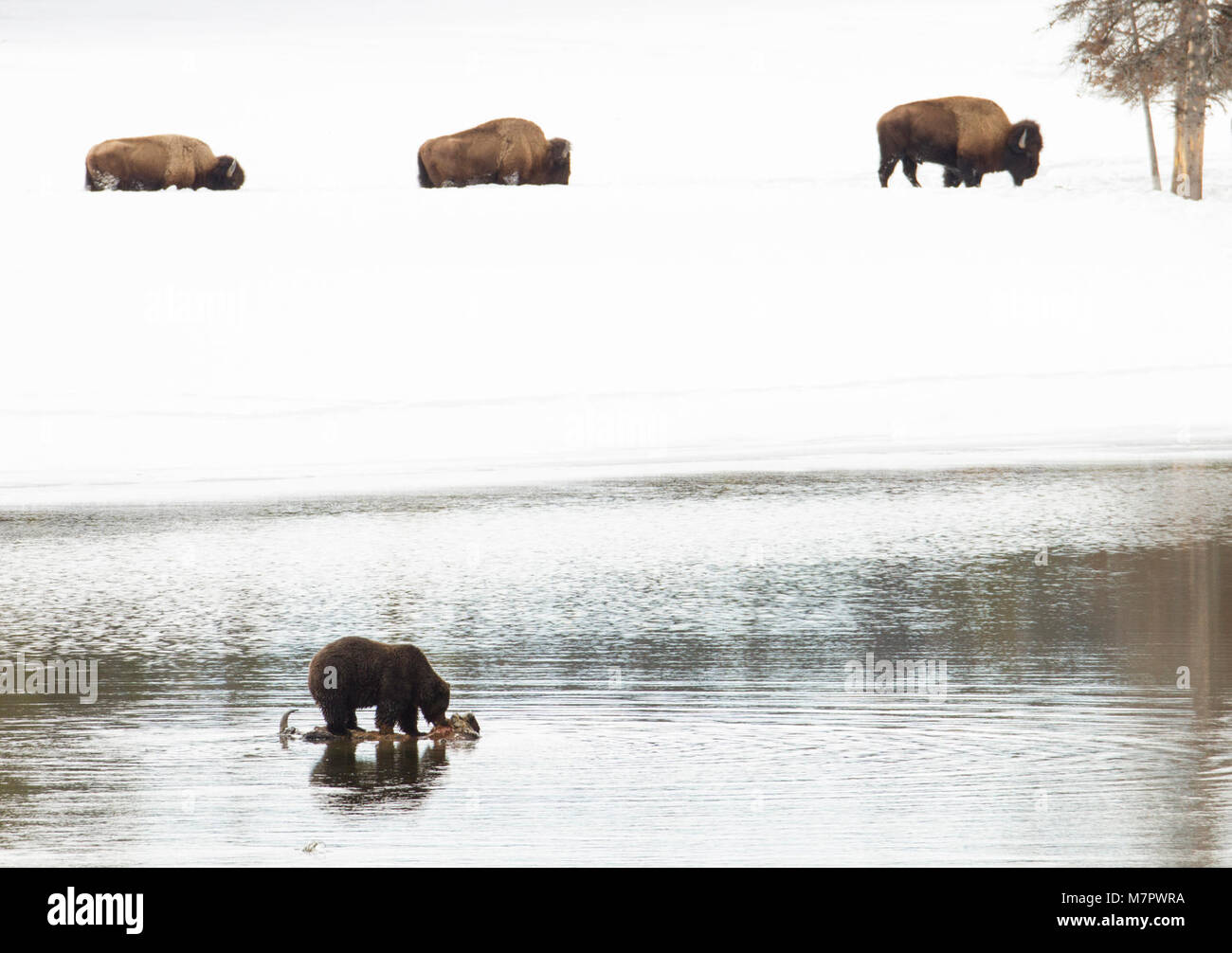 Grizzly bear on bison carcass Grizzly bear on bison carcass in the ...