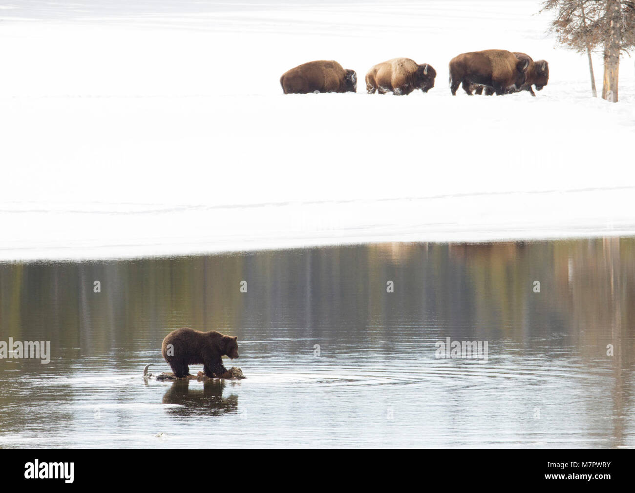 Grizzly bear on bison carcass Grizzly bear on bison carcass in the ...