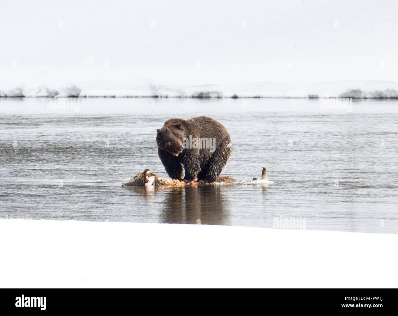 Grizzly bear on bison carcass Grizzly bear on bison carcass in the ...