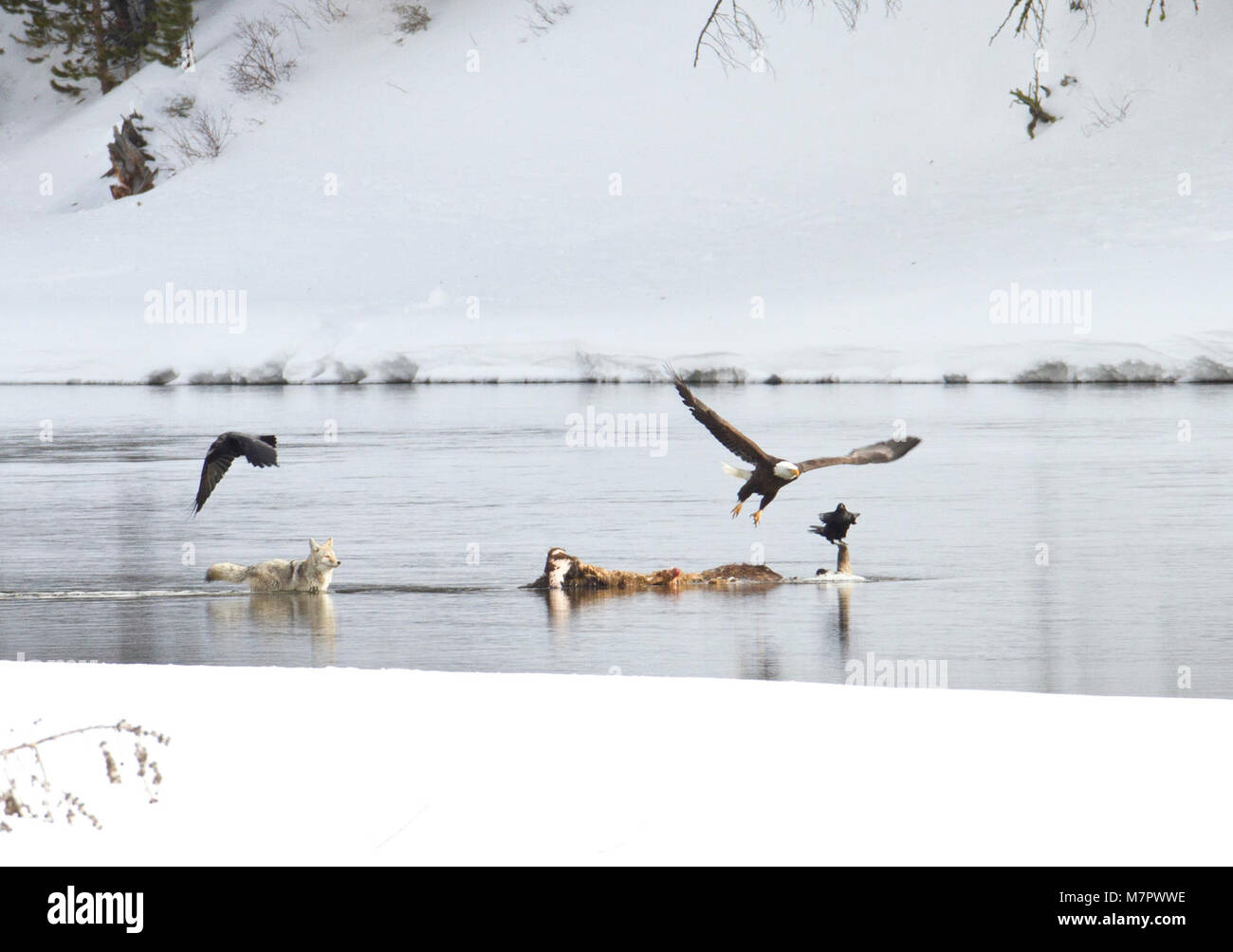Coyote scaring off ravens and bald eagles from carcass Coyote ...