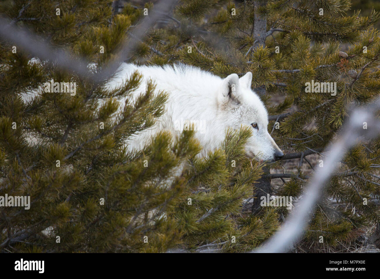 Wolf pack alpha female hi-res stock photography and images - Alamy