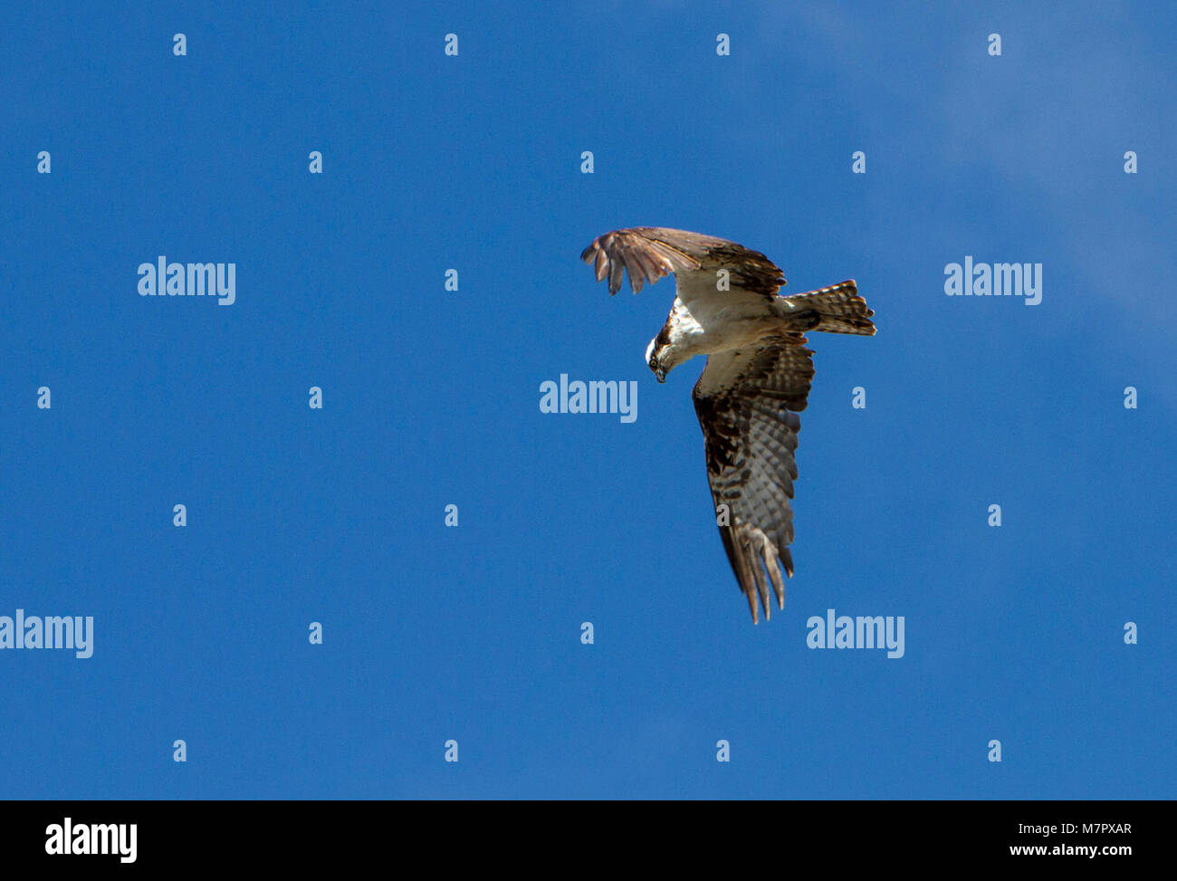 Osprey Osprey hunting fish over the Firehole River Stock Photo - Alamy