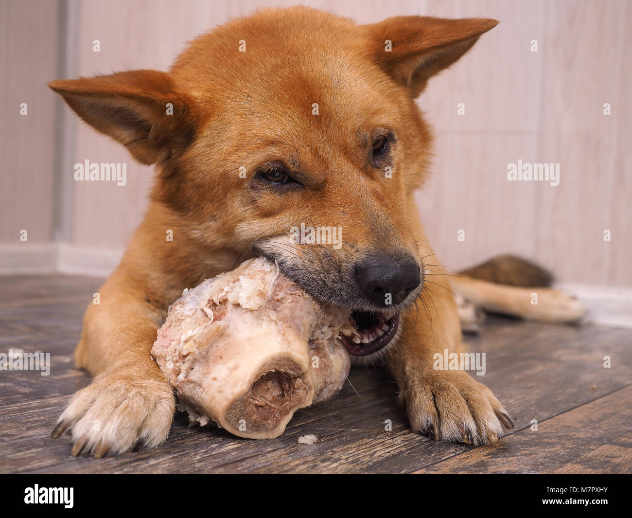 Big dog gnaws the bone. Portrait of a happy dog Stock Photo - Alamy