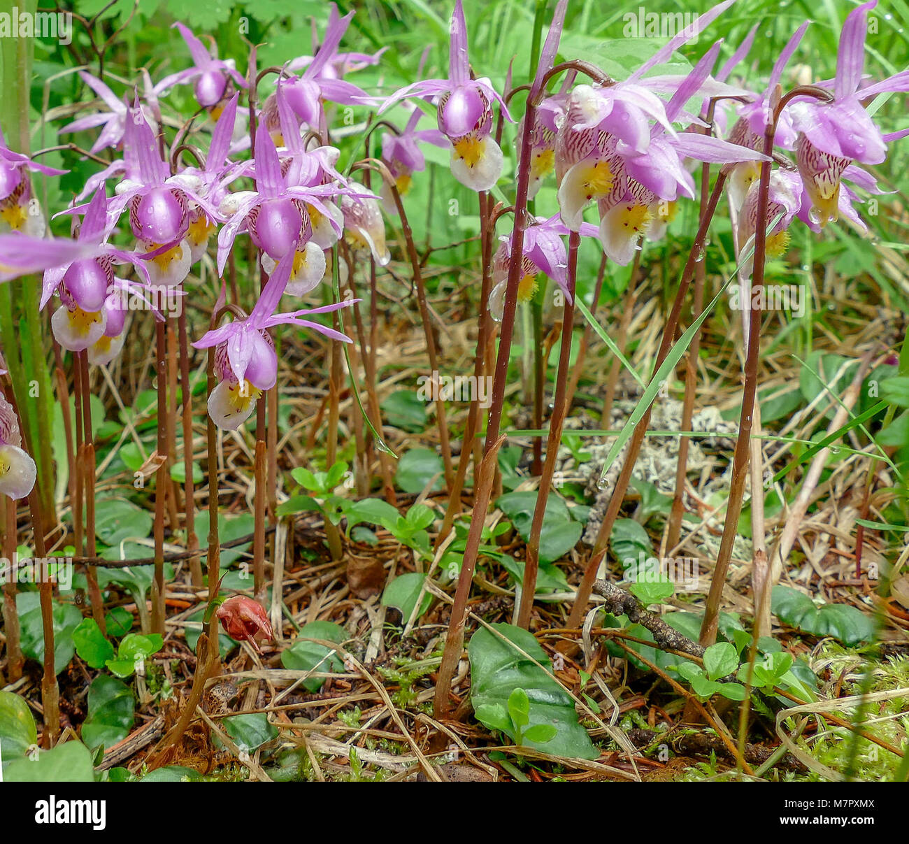 Calypso bulbosa yellowstone hi-res stock photography and images - Alamy