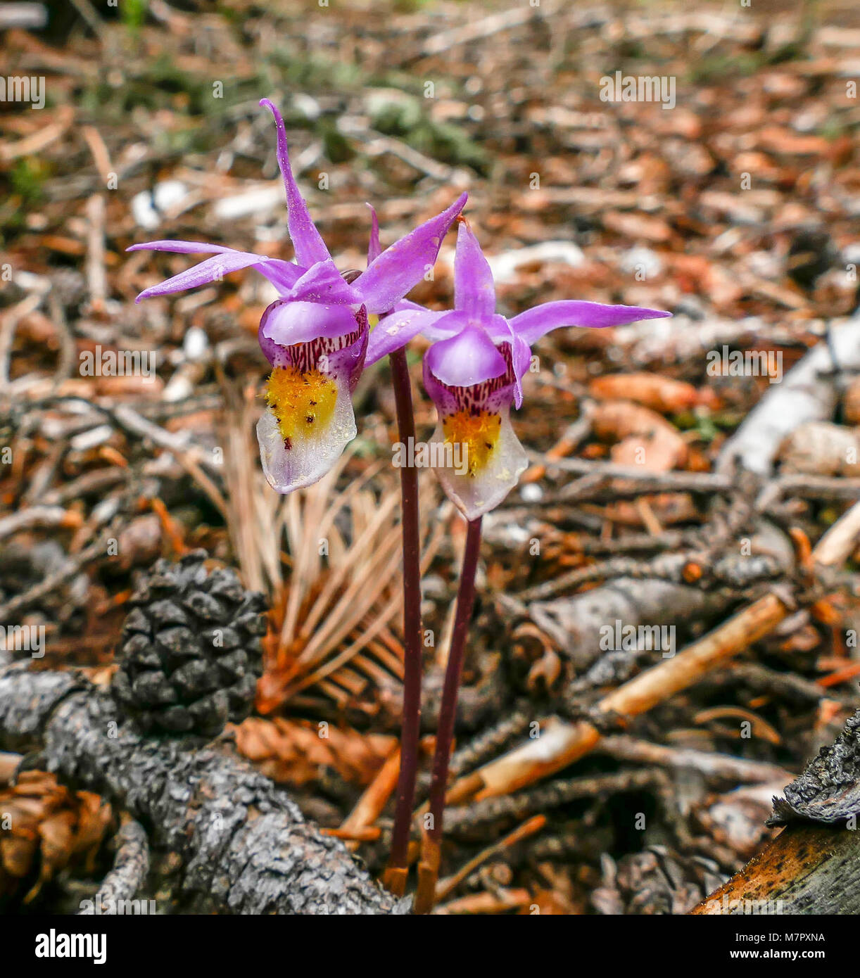 Fairy slipper; Calypso orchid (Calypso bulbosa) Fairy slipper; Calyso ...