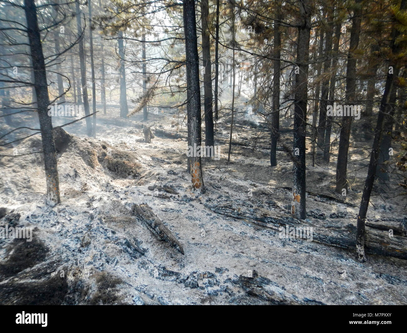 Maple Fire, August Stock Photo - Alamy