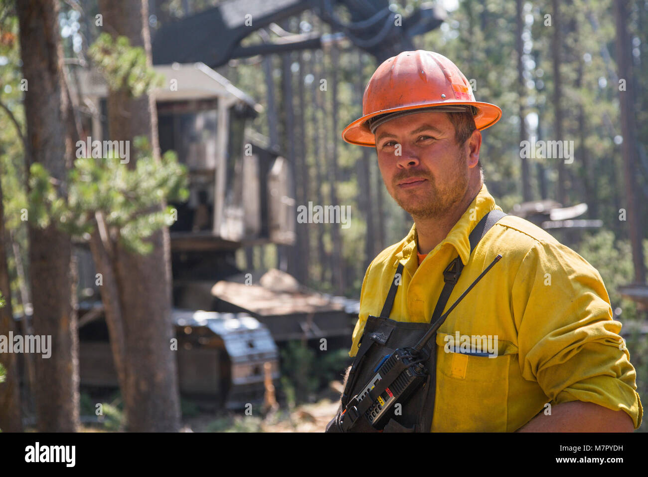 Fuels treatment program An equipment operator next to a feller buncher ...