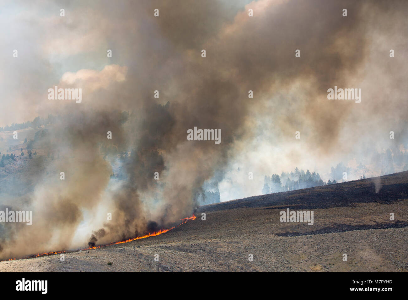 The Buffalo Fire The Buffalo Fire burns through mixed sagebrush and ...