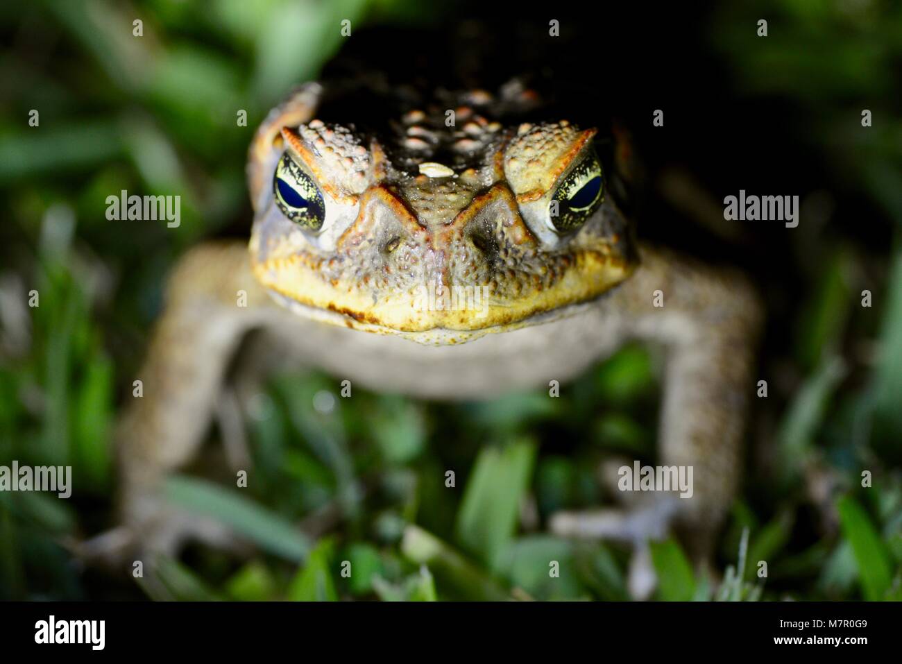 Menacing frog hi-res stock photography and images - Alamy