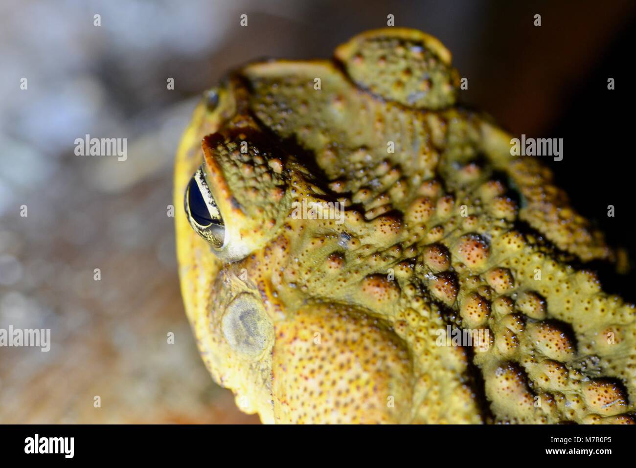 Formally known as bufo marinus hi-res stock photography and images - Alamy