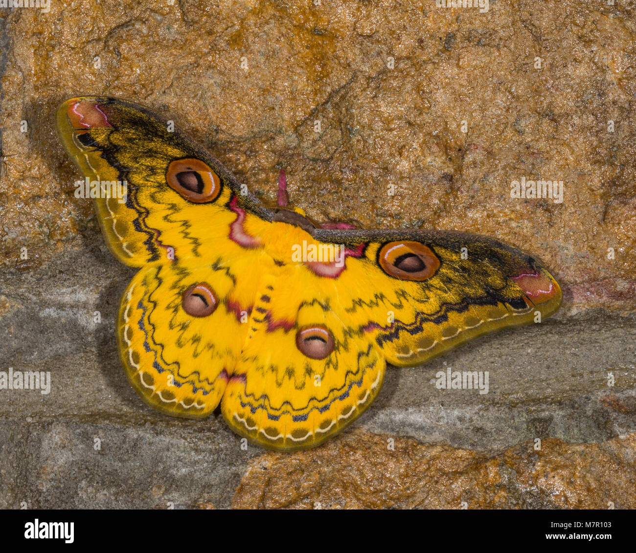 Golden Emperor Moth seen at Cherrapunjee Stock Photo - Alamy