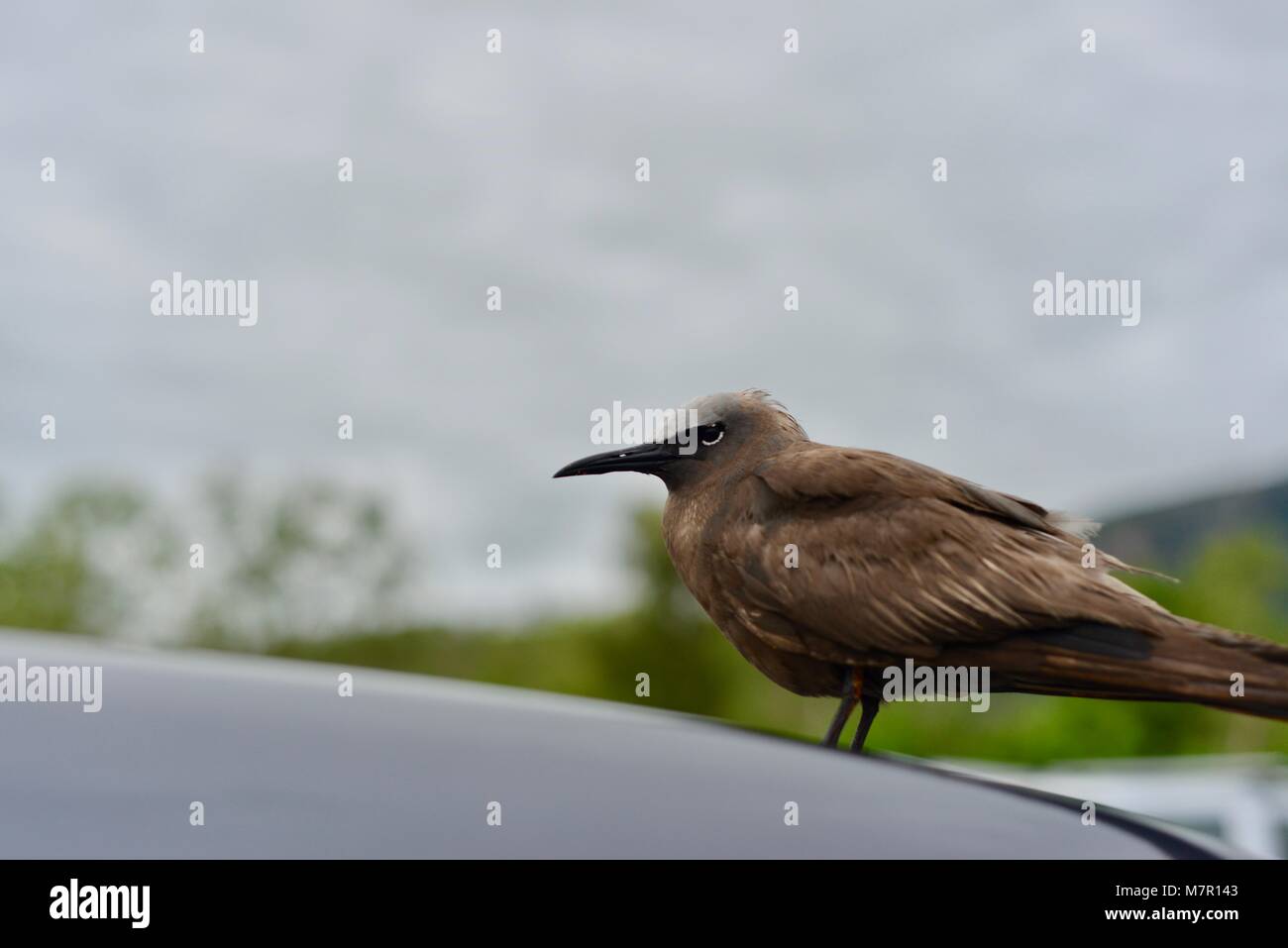 Common noddy or brown noddy Anous stolidus juvenile resting on a car ...