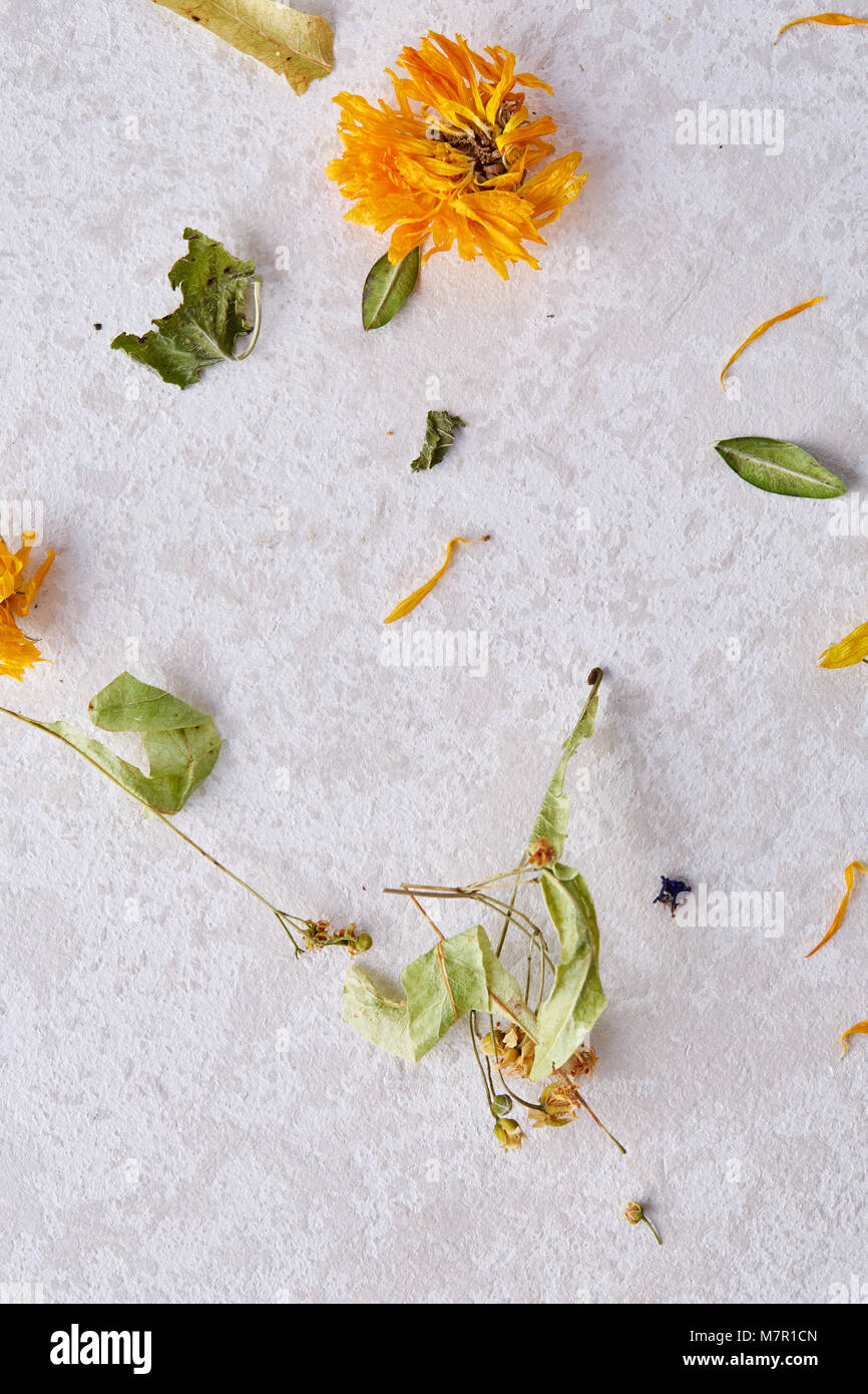 Set of assorted petals isolated on white background, close-up, overhead ...