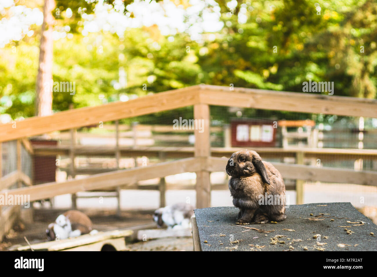 Rabbit in its natural environment in Sweden. Cute bunny outdoors on its ...