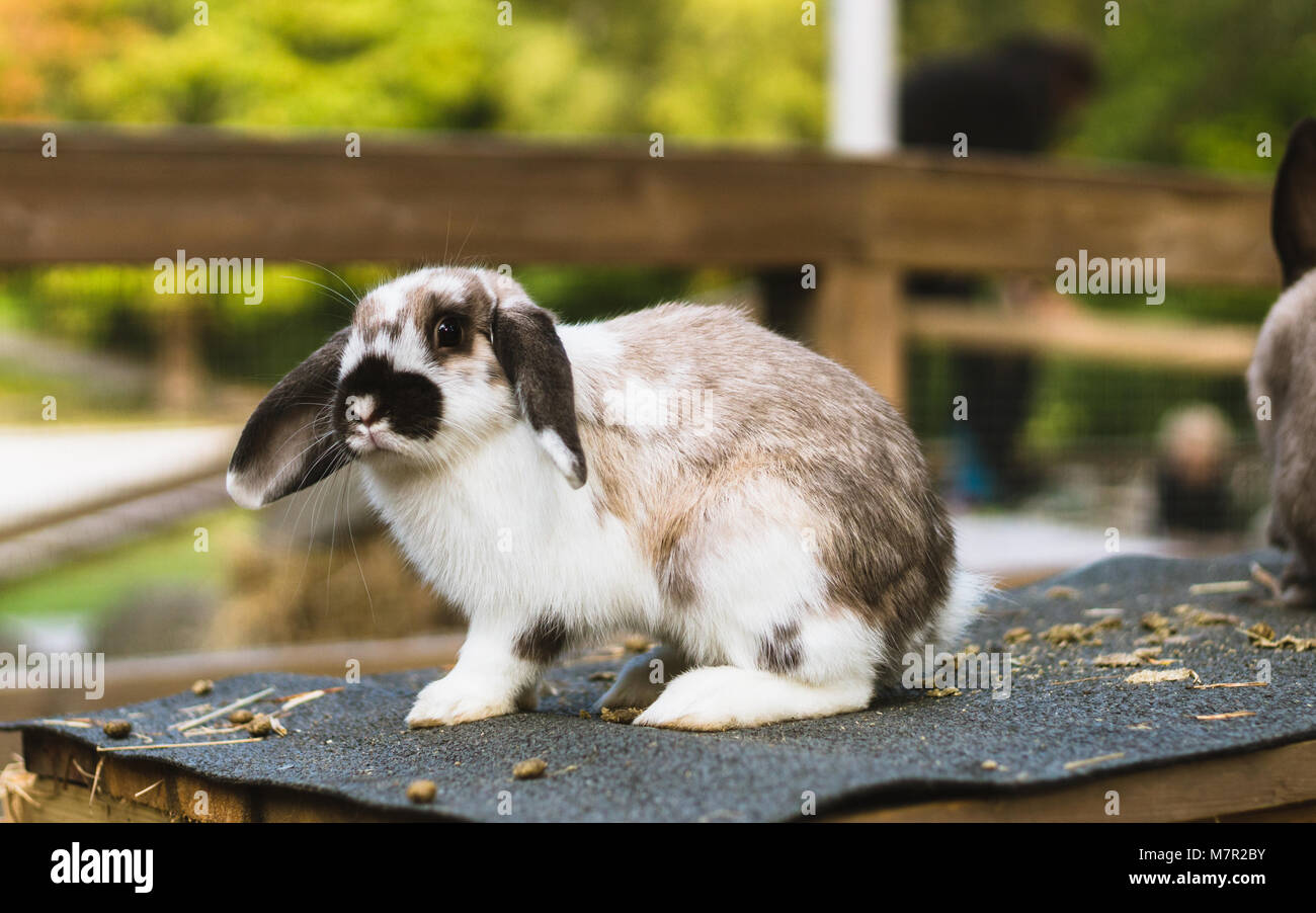 Rabbit in its natural environment in Sweden. Cute bunny outdoors on its ...