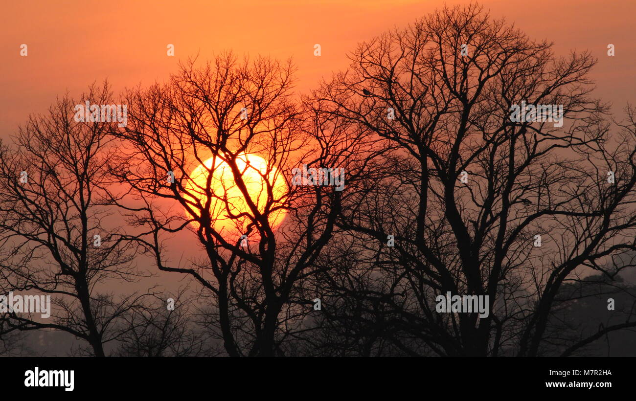 The sun setting over the bare branches of trees in January. North ...