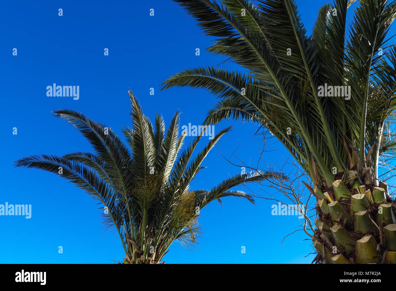 Palm Trees Summer Stock Photo - Alamy