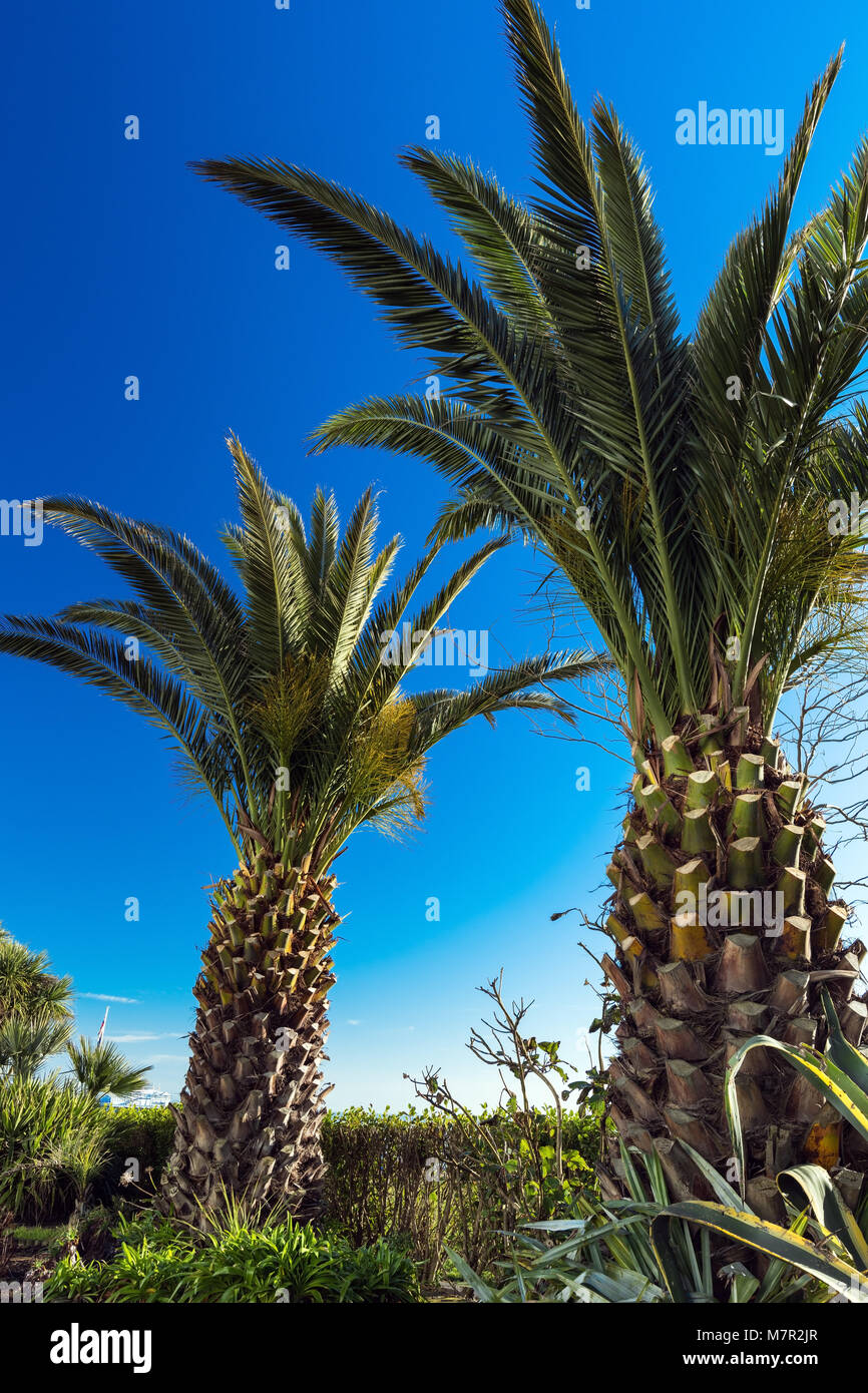 Palm Trees Summer Stock Photo - Alamy