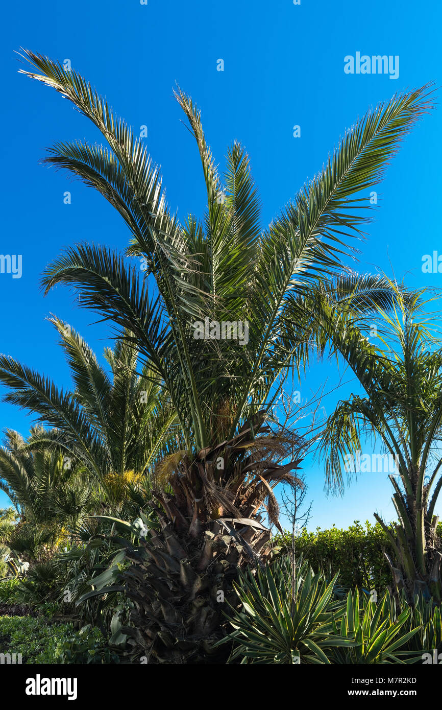 Palm Trees Summer Stock Photo - Alamy