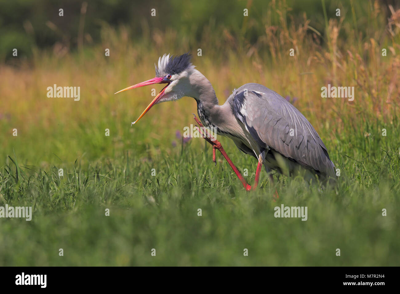 Grey heron in breeding colors Stock Photo - Alamy