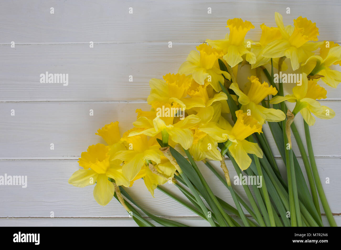 Spring daffodil flowers Top view Stock Photo - Alamy