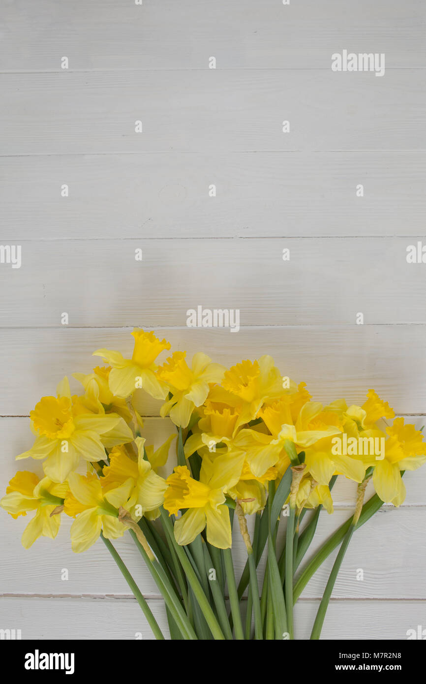 Spring daffodil flowers Top view Stock Photo - Alamy