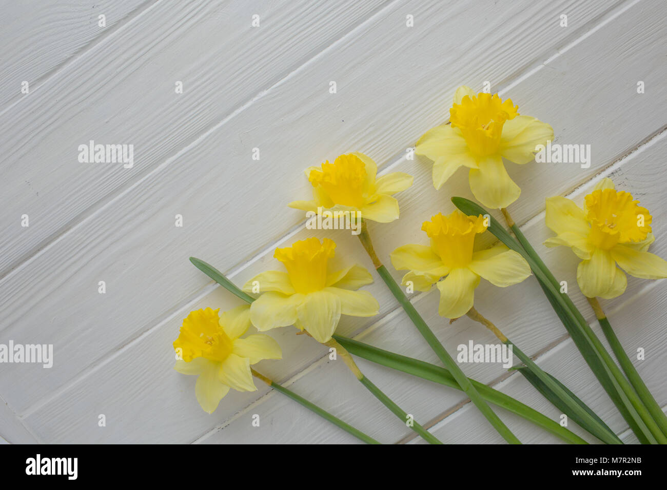 Spring daffodil flowers Top view Stock Photo - Alamy