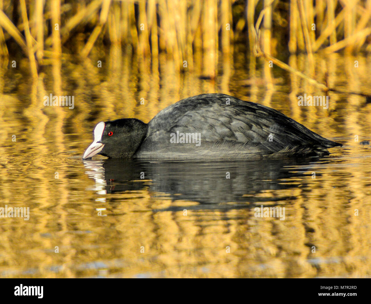 British coot hi-res stock photography and images - Alamy