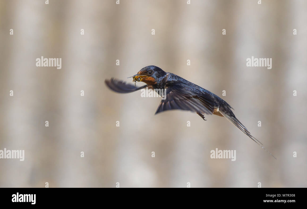 Flying insects uk hi-res stock photography and images - Alamy