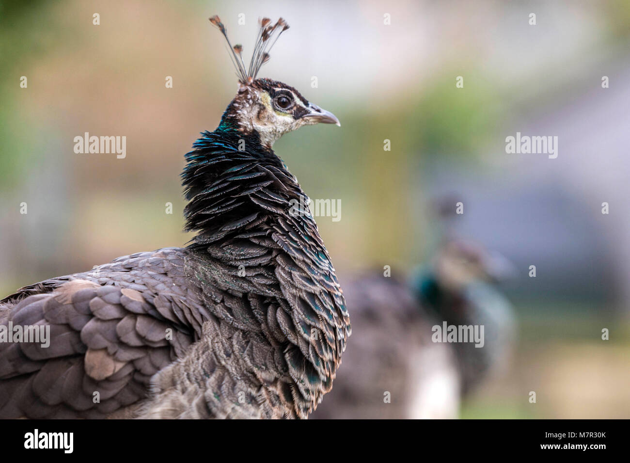 Indian Peafowl (Pavo cristatus) portrait collection Stock Photo - Alamy