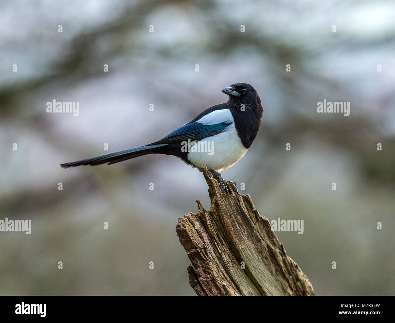 Pica mammal hi-res stock photography and images - Alamy