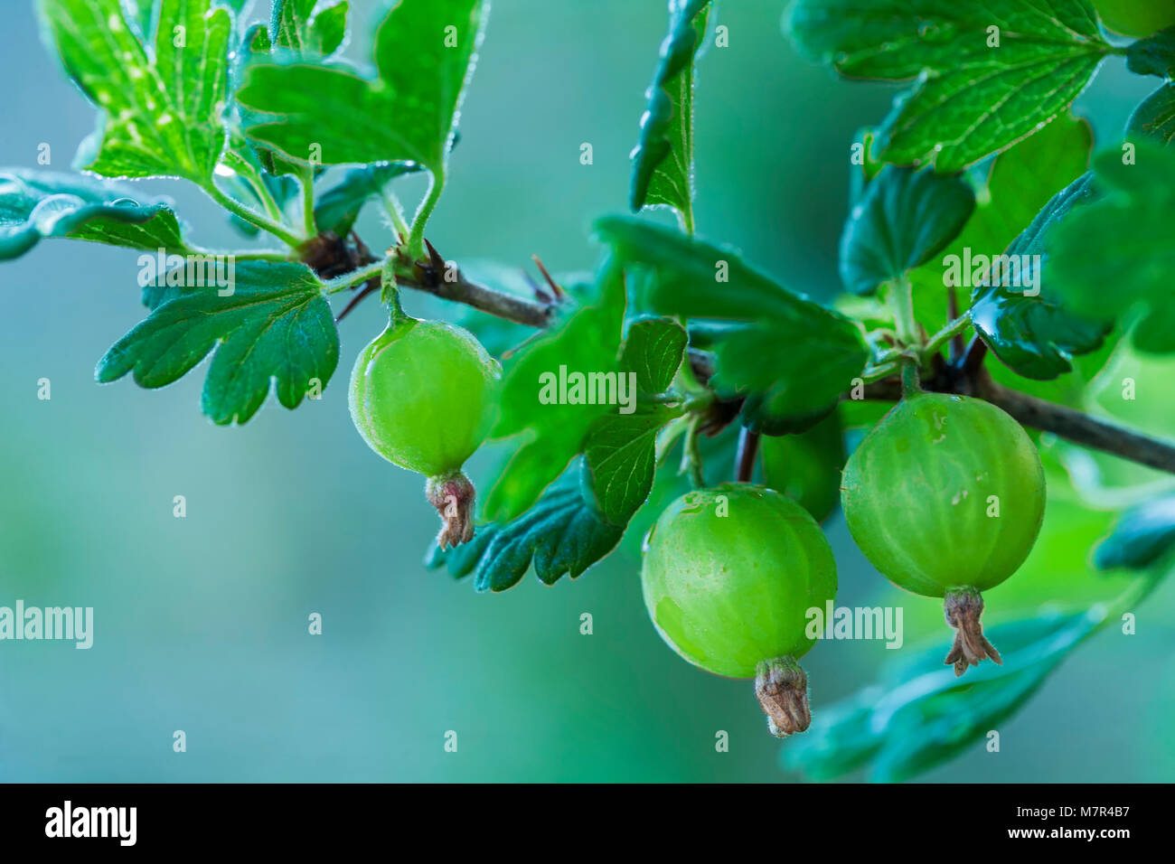 Gooseberries growing on a bush in an allotment garden Stock Photo - Alamy