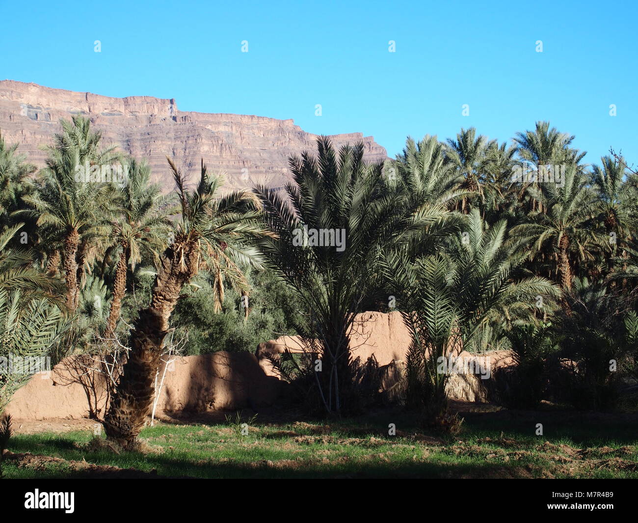 Landscape of green palm trees in oasis in central Morocco in old ...