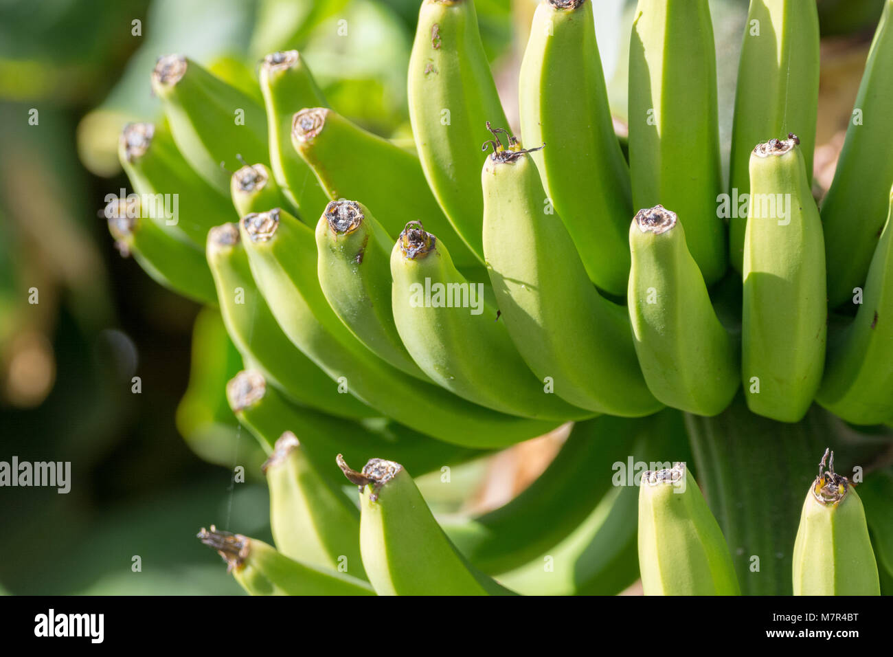 Chiquita banana plantation hi-res stock photography and images - Alamy