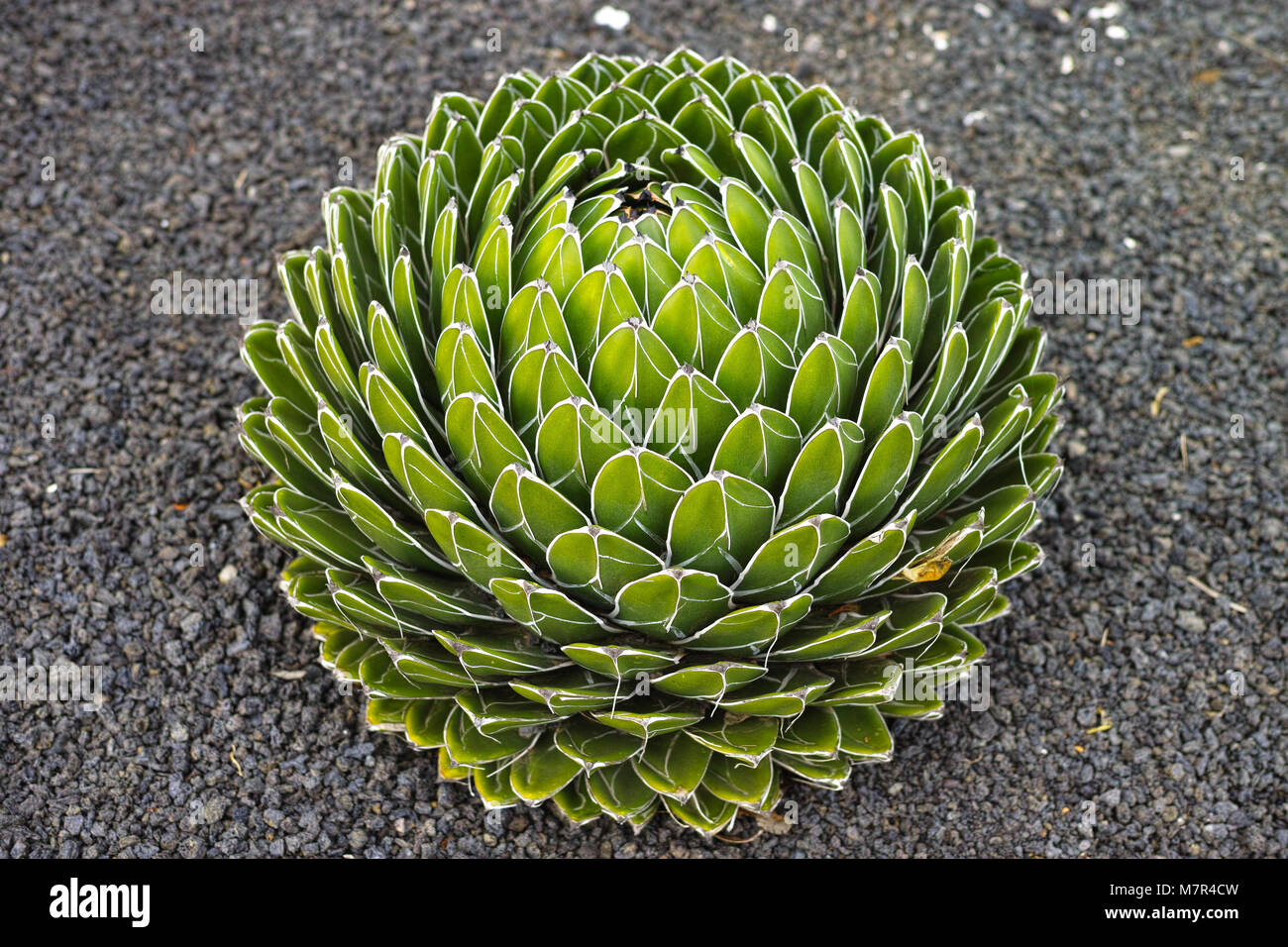 Agave victoriae-reginae, Queen Victoria agave, royal agave, small ...