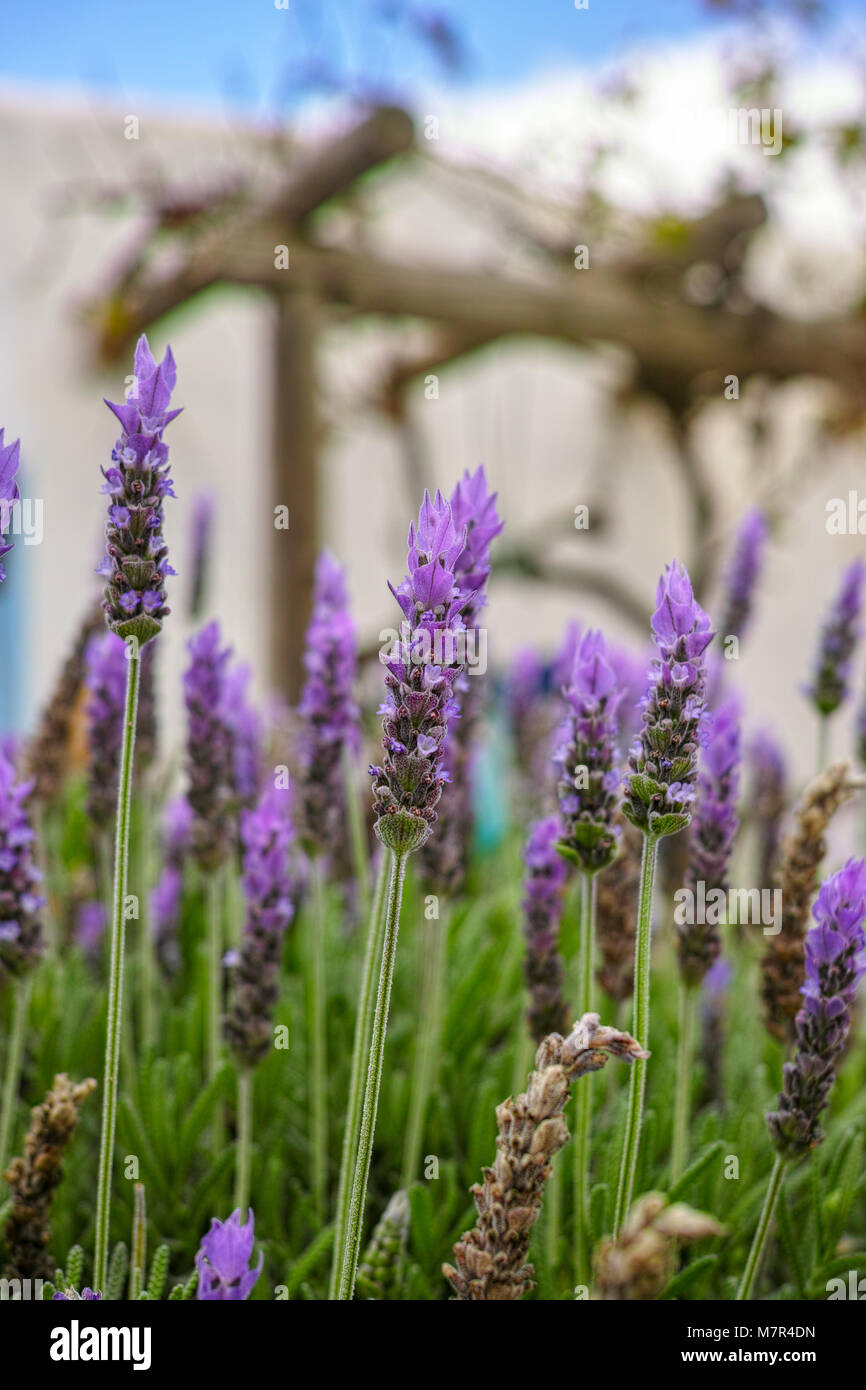 Lilac lavender aromatic flowers, cultivation of lavender plant used as ...