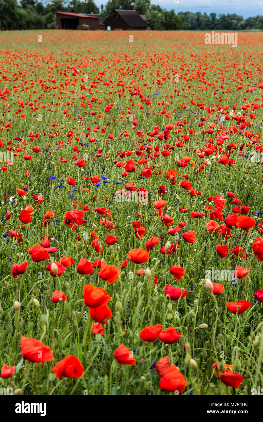 A field full of poppies, cornflowers and rye Stock Photo - Alamy