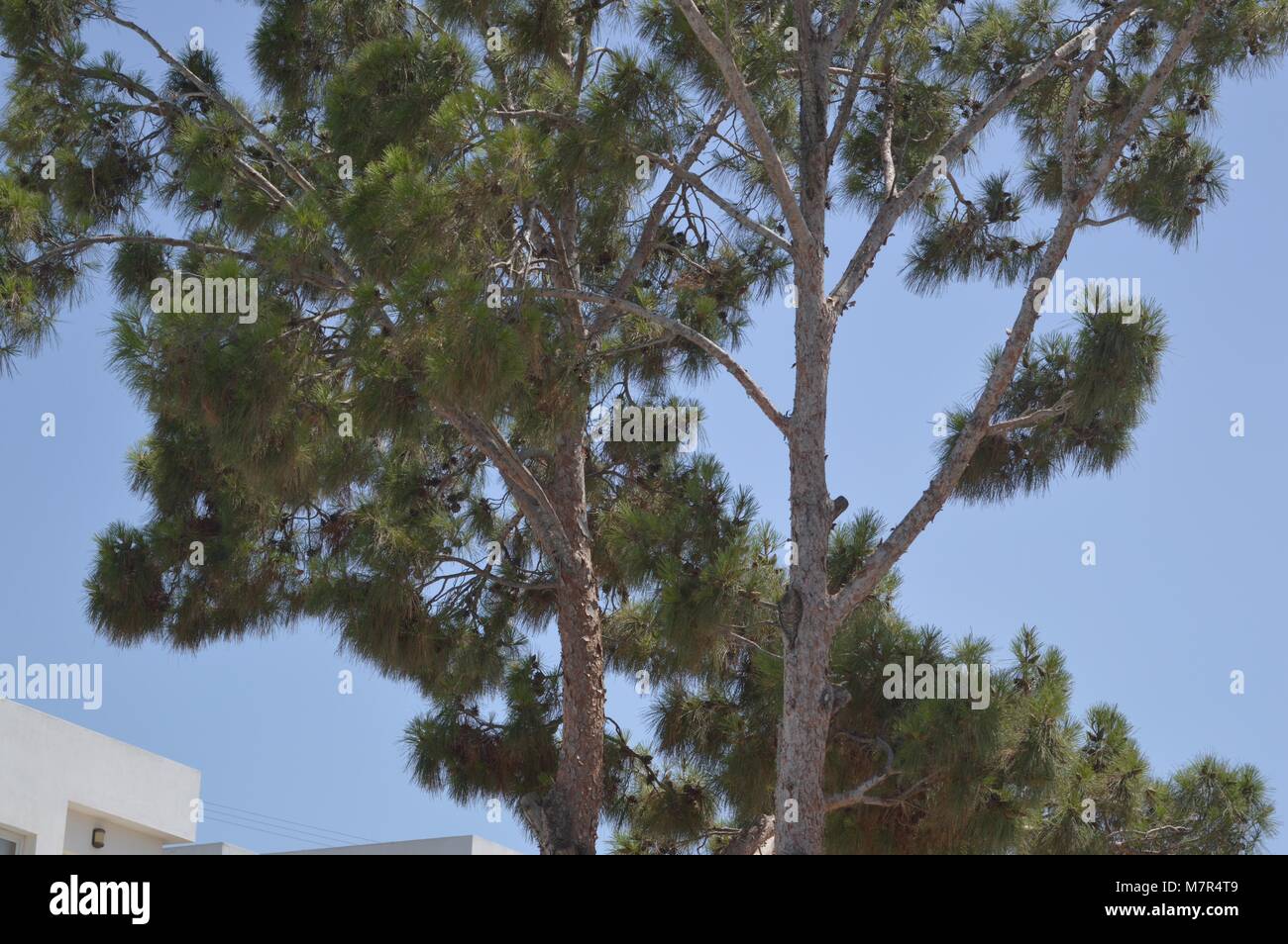 Beautiful Trees In A Beautiful Place Stock Photo - Alamy