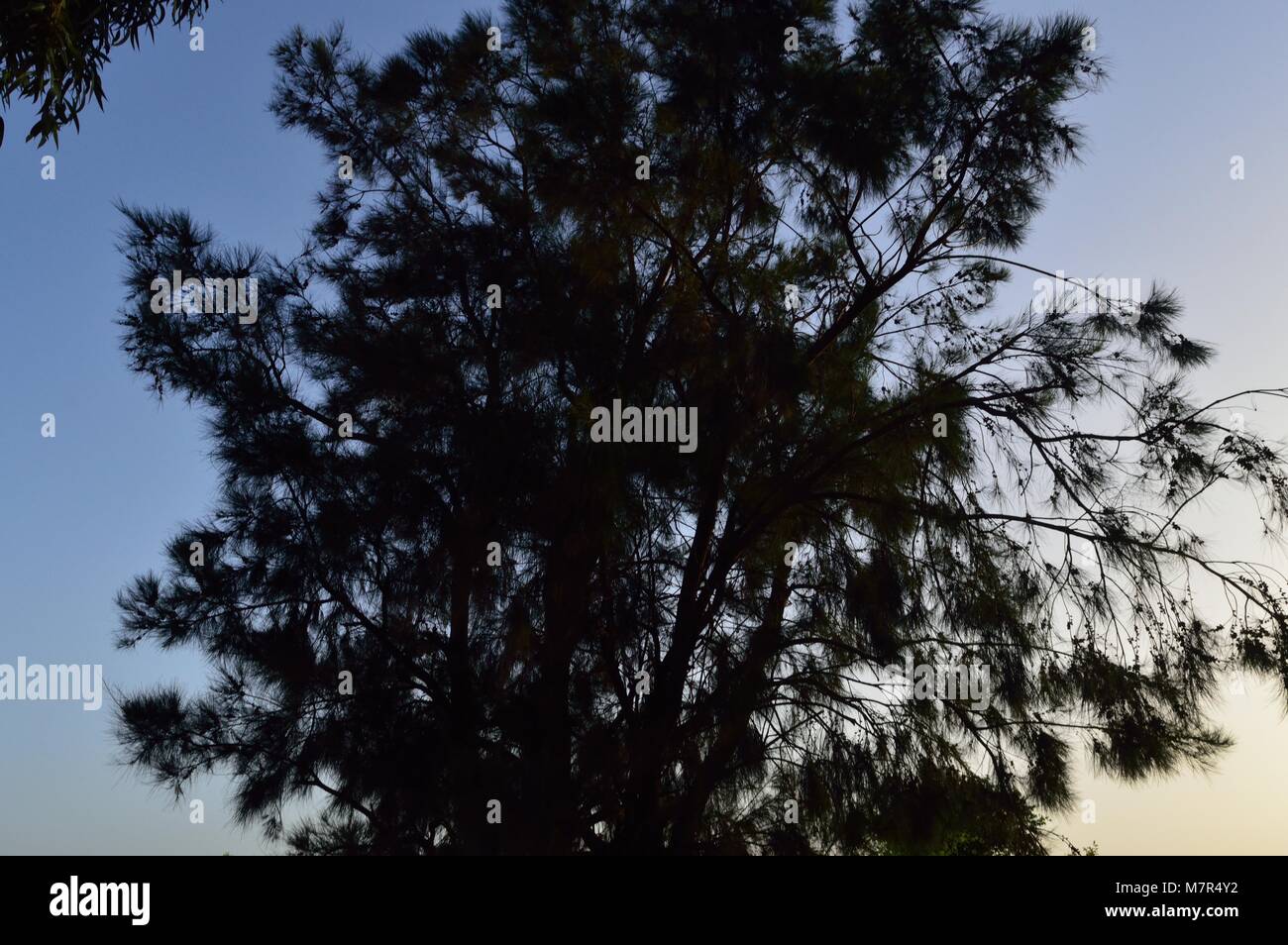 Beautiful Trees In A Beautiful Place Stock Photo - Alamy