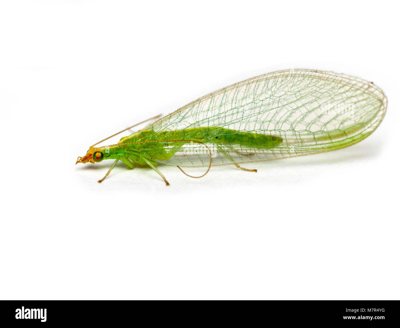 Golden eye lacewing isolated on a white background Stock Photo - Alamy