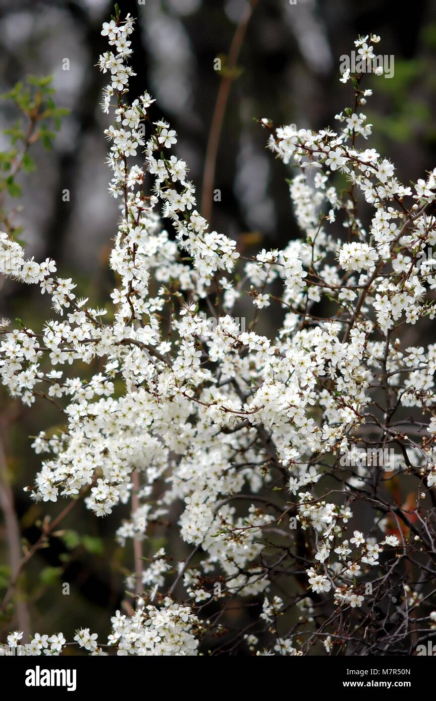 Hawthorne, bush with white blossoms in spring Stock Photo - Alamy