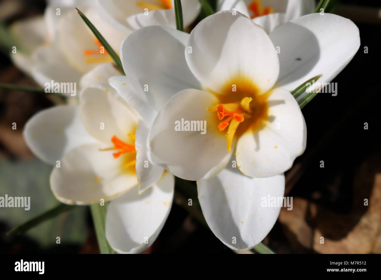 White Crocus with yellow center, close-up Stock Photo - Alamy
