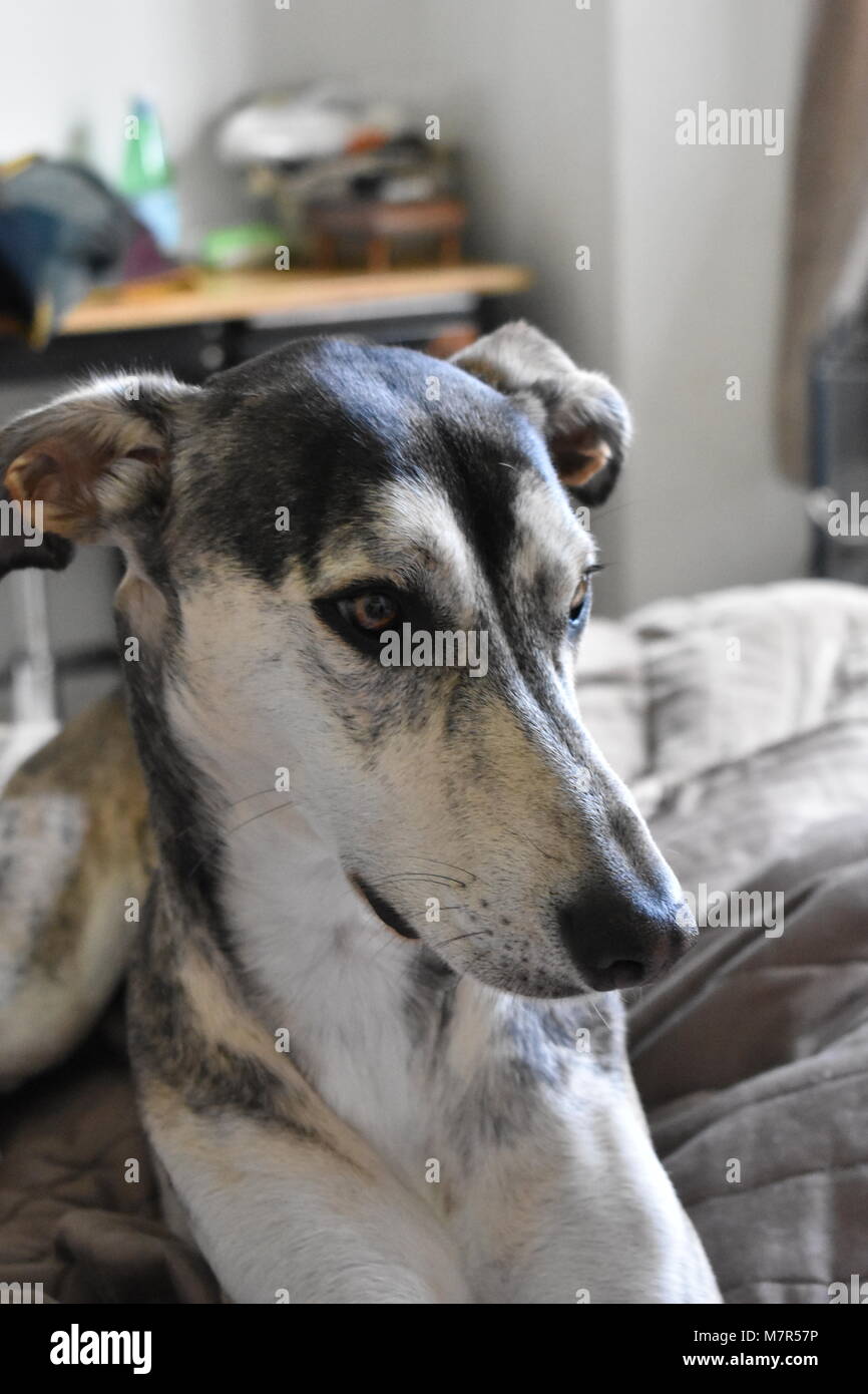 Posing greyhound hi-res stock photography and images - Alamy