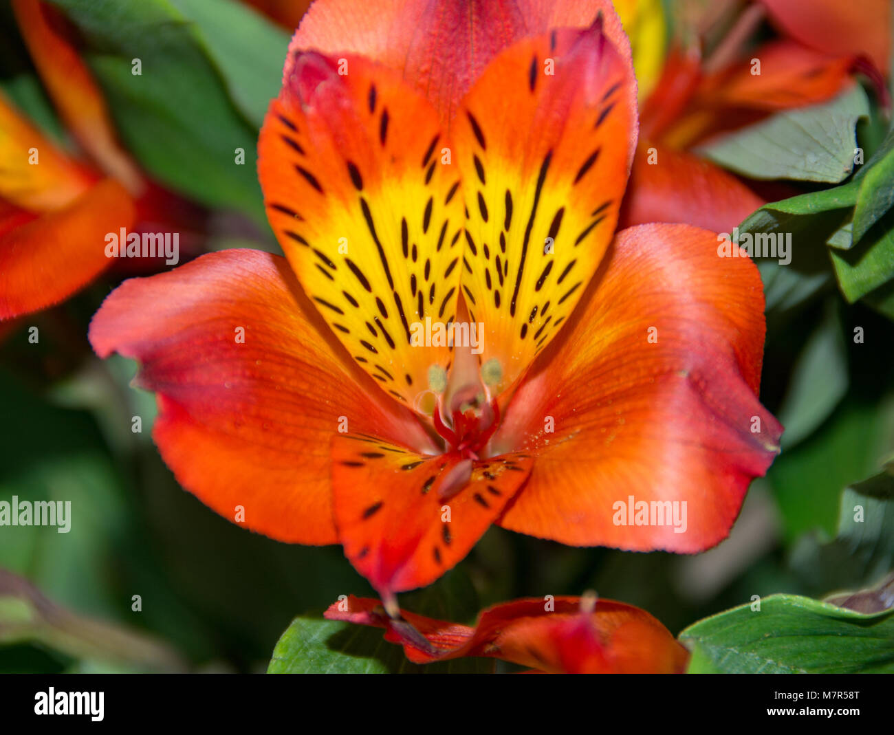 An amazingly close up of a beautiful Alstroemeria Inca flower Stock ...