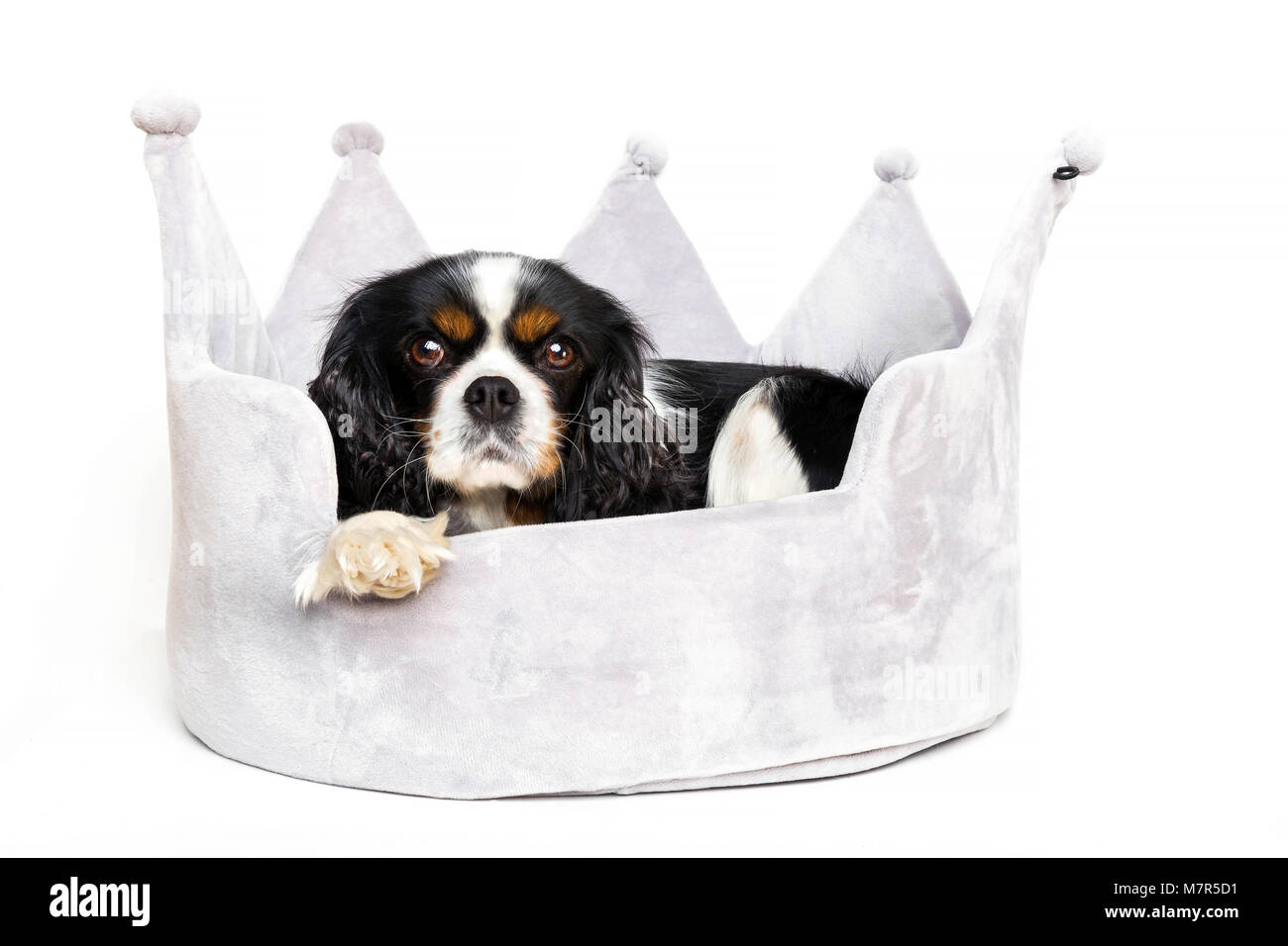 Comfortable dog Cut Out Stock Images & Pictures - Alamy
