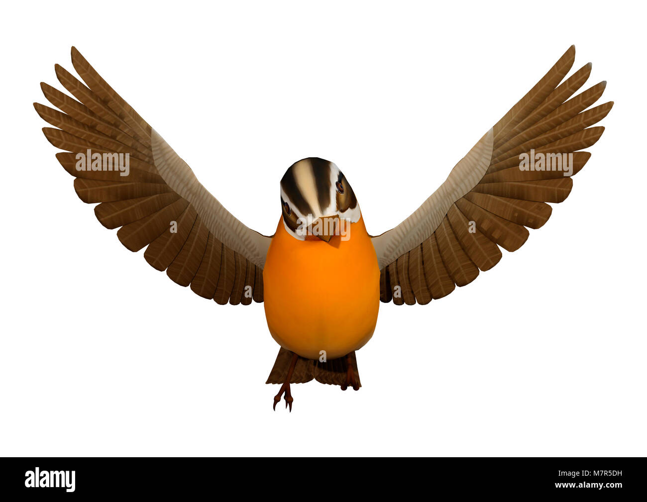 3Dl rendering of a flying songbird grosbeak isolated on white ...