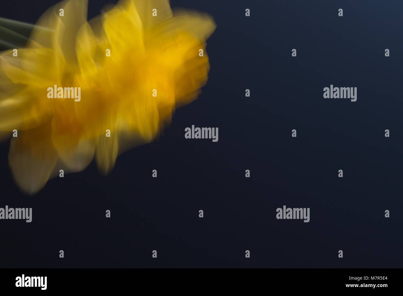 Yellow flowers with deep blue background hi-res stock photography and ...